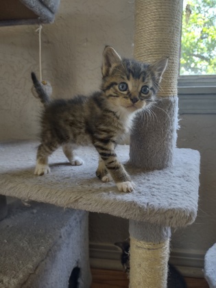 24Petconnect: Lost, Found, and Adoptable Animals