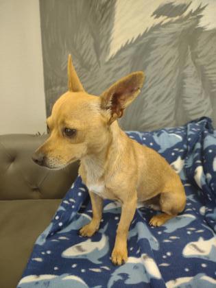 24Petconnect: Lost, Found, and Adoptable Animals
