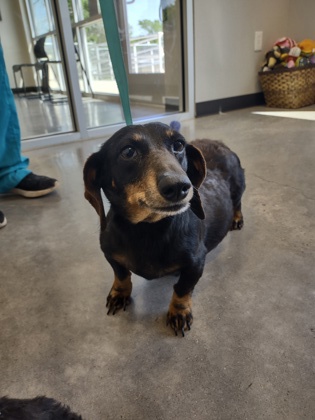 24Petconnect: Lost, Found, and Adoptable Animals
