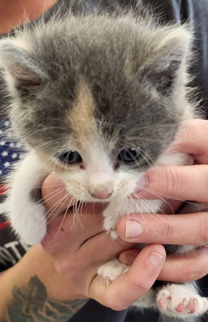 24Petconnect: Lost, Found, and Adoptable Animals