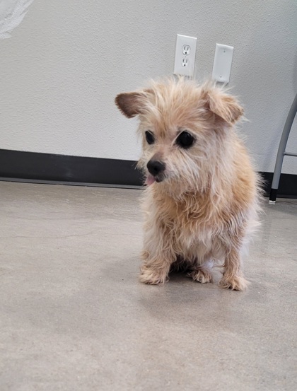 24Petconnect: Lost, Found, and Adoptable Animals