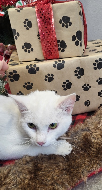 24Petconnect: Lost, Found, and Adoptable Animals