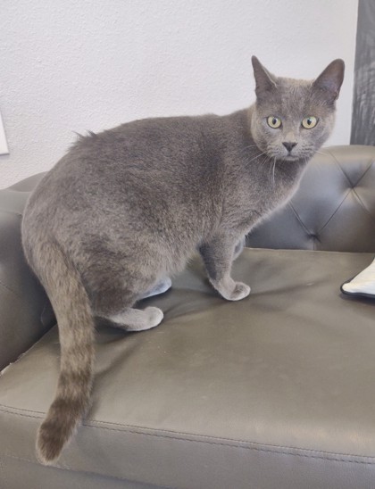 24Petconnect: Lost, Found, and Adoptable Animals