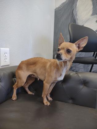 24Petconnect: Lost, Found, and Adoptable Animals