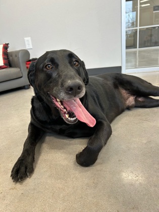 24Petconnect: Lost, Found, and Adoptable Animals