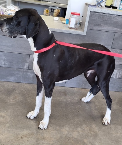 24Petconnect: Lost, Found, and Adoptable Animals