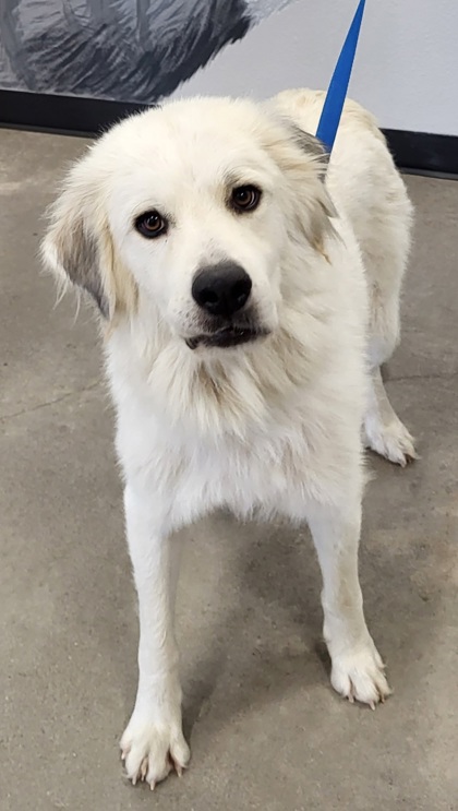 24Petconnect: Lost, Found, and Adoptable Animals