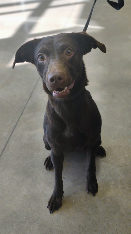24Petconnect: Lost, Found, and Adoptable Animals