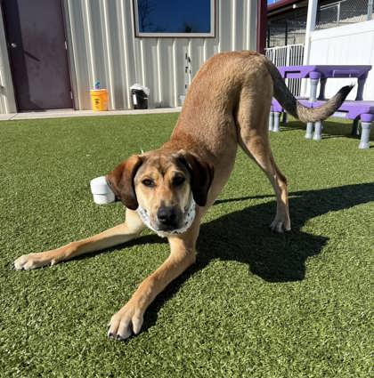 24Petconnect: Lost, Found, and Adoptable Animals