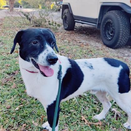 SPCA of Texas | The leading animal welfare agency in North Texas