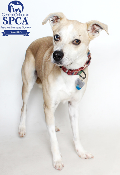 Adopt a dog – Central California SPCA, Fresno, CA