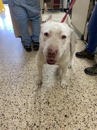 Adopt a Dog | Central California SPCA, Fresno, CA