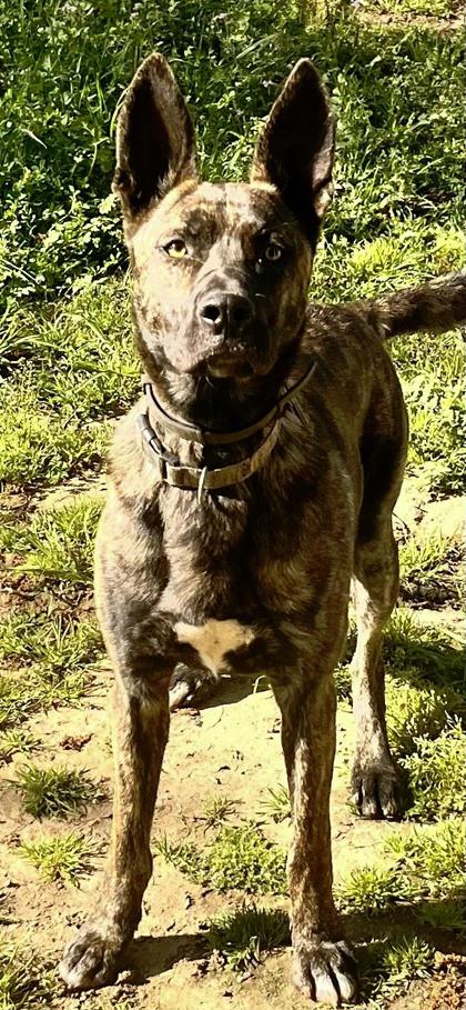 Rehome Your Pet -Animal Details – Central California SPCA, Fresno, CA