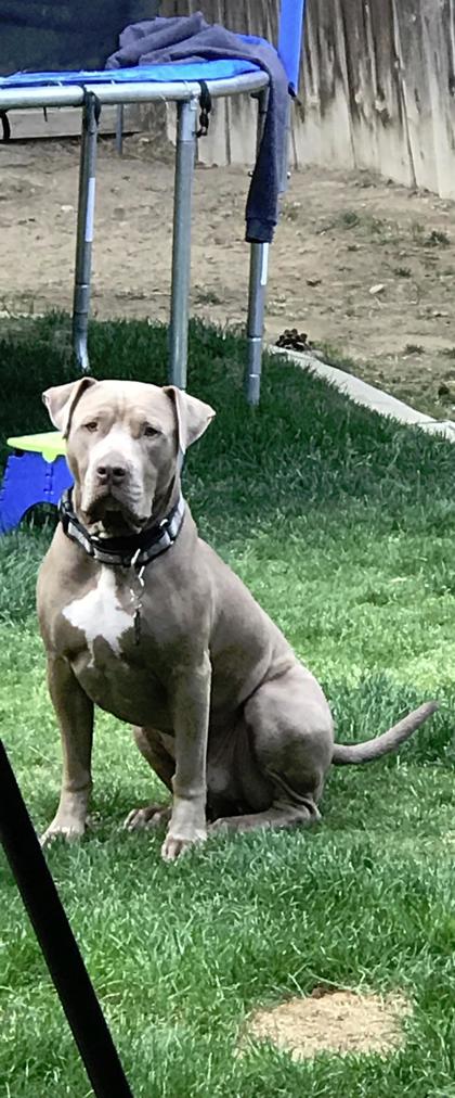 Rehome Your Pet -Animal Details – Central California SPCA, Fresno, CA