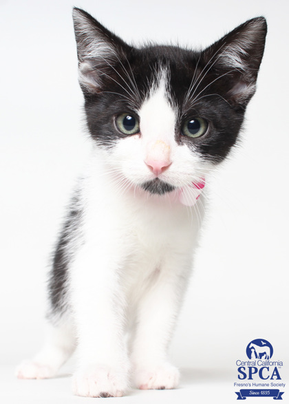Adopt a cat – Central California SPCA, Fresno, CA