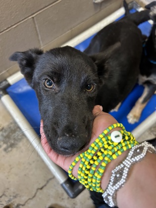 Adopt a dog – Central California SPCA, Fresno, CA