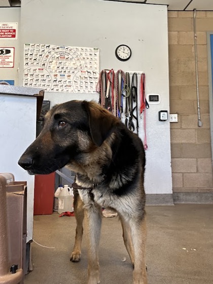 Adopt a dog – Central California SPCA, Fresno, CA