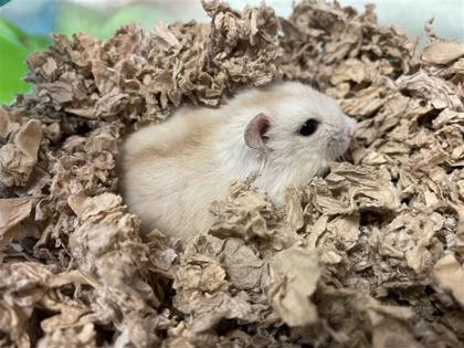 Home - Seattle Humane