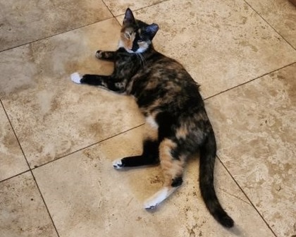 Cats - Seattle Humane