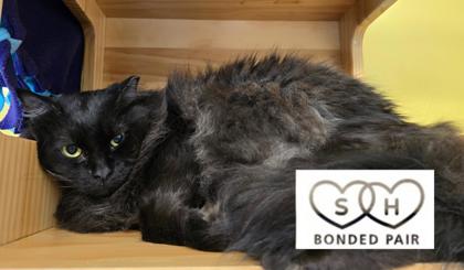 Cats - Seattle Humane