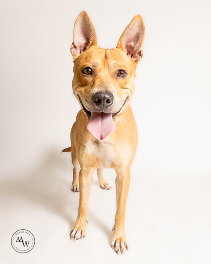 Adoption - Seattle Humane