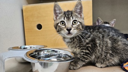 Cats - Seattle Humane