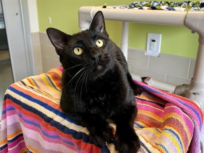 Adoption - Seattle Humane