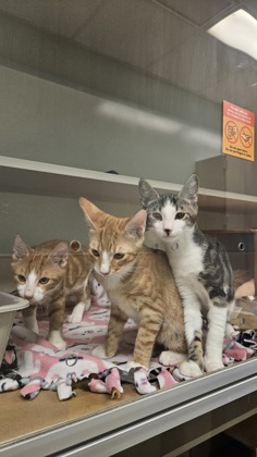 Home - Seattle Humane