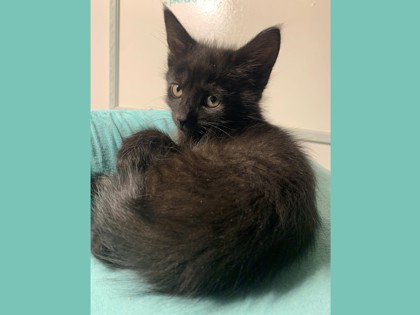 Cats - Seattle Humane