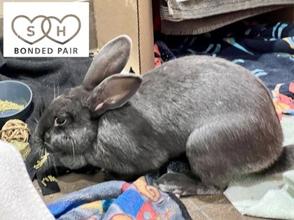 Home - Seattle Humane