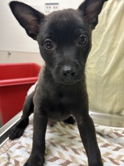 Adoption - Seattle Humane