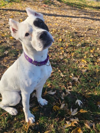 24Petconnect: Lost, Found, and Adoptable Animals