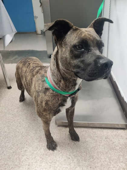 24Petconnect: Lost, Found, and Adoptable Animals
