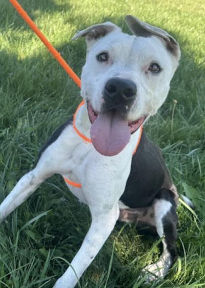 24Petconnect: Lost, Found, and Adoptable Animals