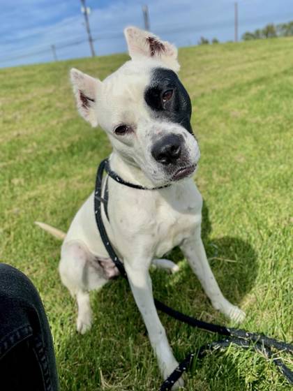 24Petconnect: Lost, Found, and Adoptable Animals