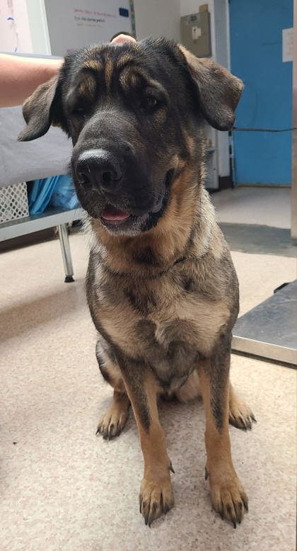 24Petconnect: Lost, Found, and Adoptable Animals