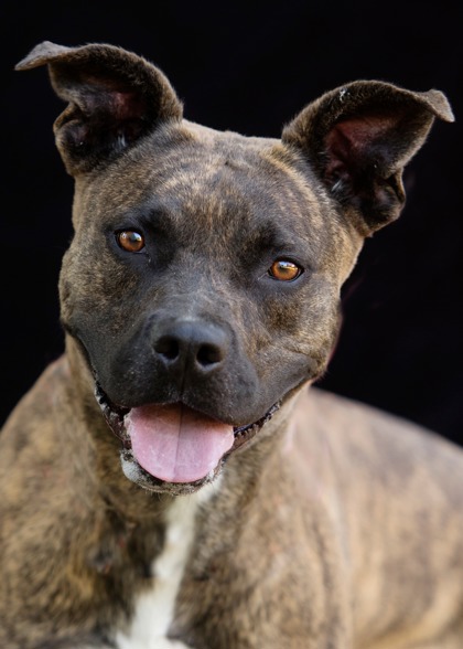 24Petconnect: Lost, Found, and Adoptable Animals