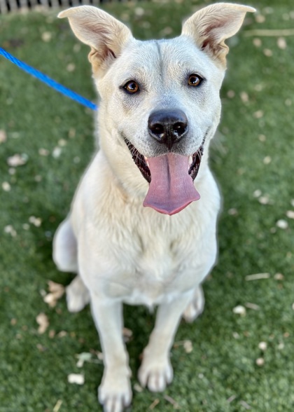 Yellow Lab White German Shepherd Mix