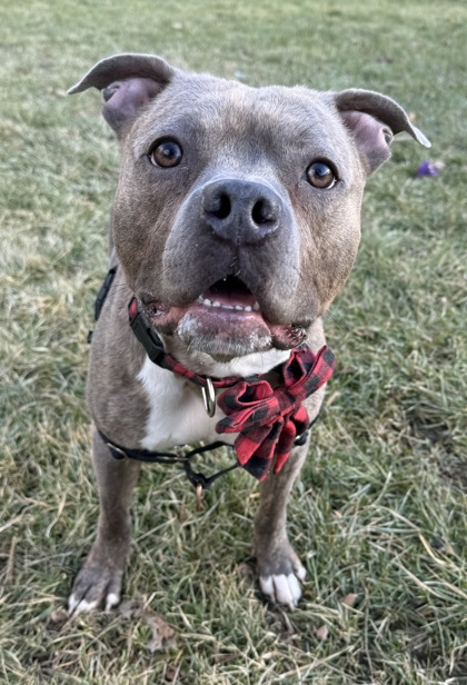 Adoptable Dogs – IndyHumane