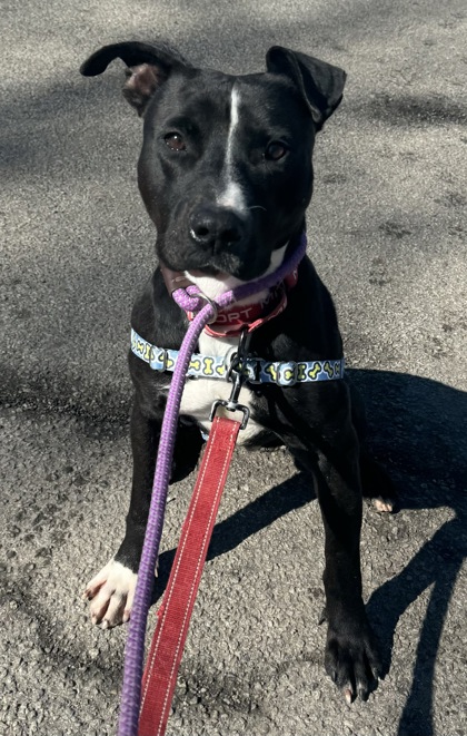 Adoptable Dogs – IndyHumane