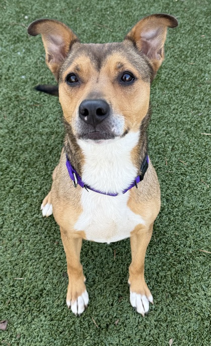 Adoptable Dogs - IndyHumane