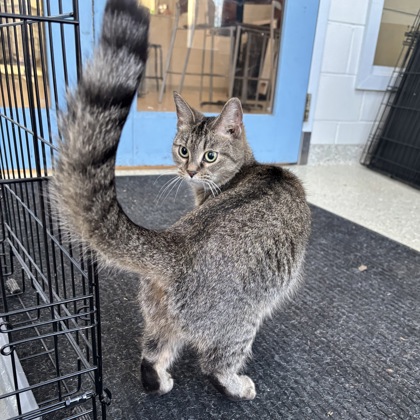 Adoptable Cats – IndyHumane