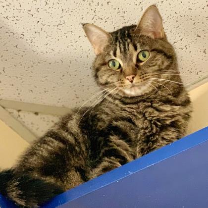 Adoptable Cats - IndyHumane