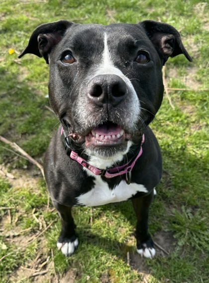 Adoptable Dogs – IndyHumane