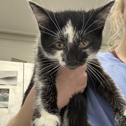 Adoptable Cats – IndyHumane