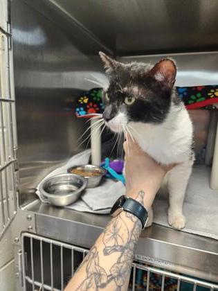 Adoptable Cats - IndyHumane