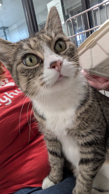 Adoptable Cats – IndyHumane