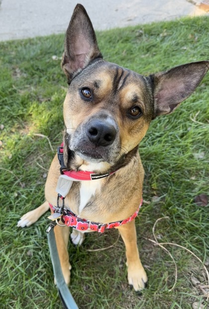 Adoptable Dogs – IndyHumane