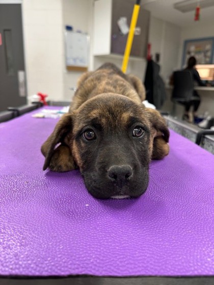 Adoptable Dogs – IndyHumane