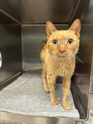 Adoptable Cats – IndyHumane